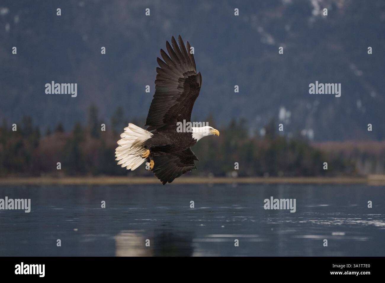 Majestic Bald Eagle in Flight Over Calm Mountain Lake Waters Stock ...