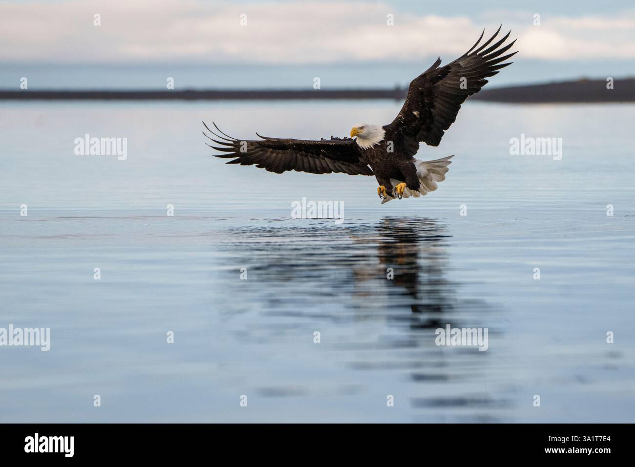 Majestic Bald Eagle Skimming Water Surface, Ready to Catch Prey Stock ...