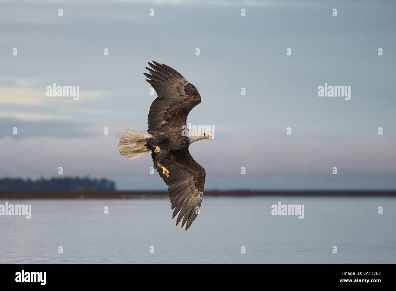 Bald Eagle in Flight Over Serene Water and Calm Horizon Stock Photo - Alamy