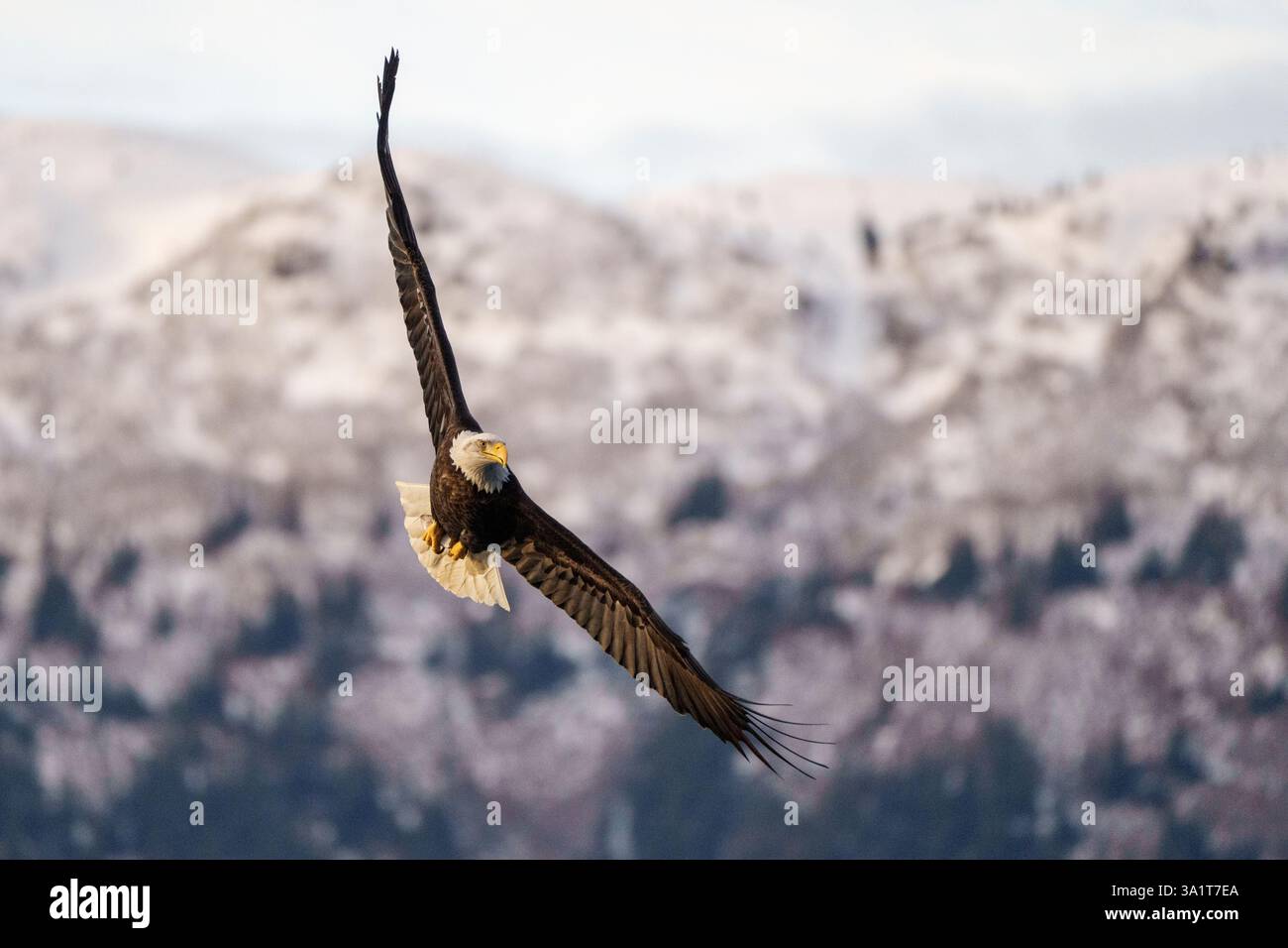 Bald Eagle Soaring Over Snowy Mountain Landscape in Flight Stock Photo - Alamy
