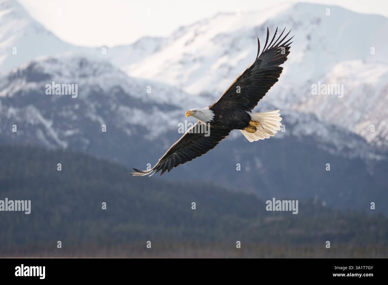 Bald Eagle Soaring Over Snow-Capped Mountains with Forest Trees Stock Photo - Alamy