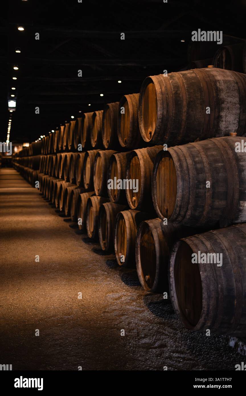 Traditional Wine Aging: Lone Oak Barrel in Douro Valley Winery Stock ...