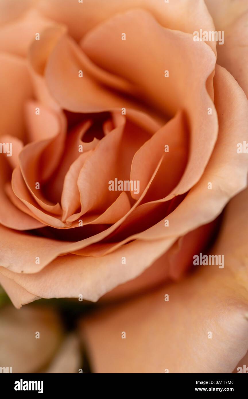 Macro of soft peachy rose petals Stock Photo - Alamy