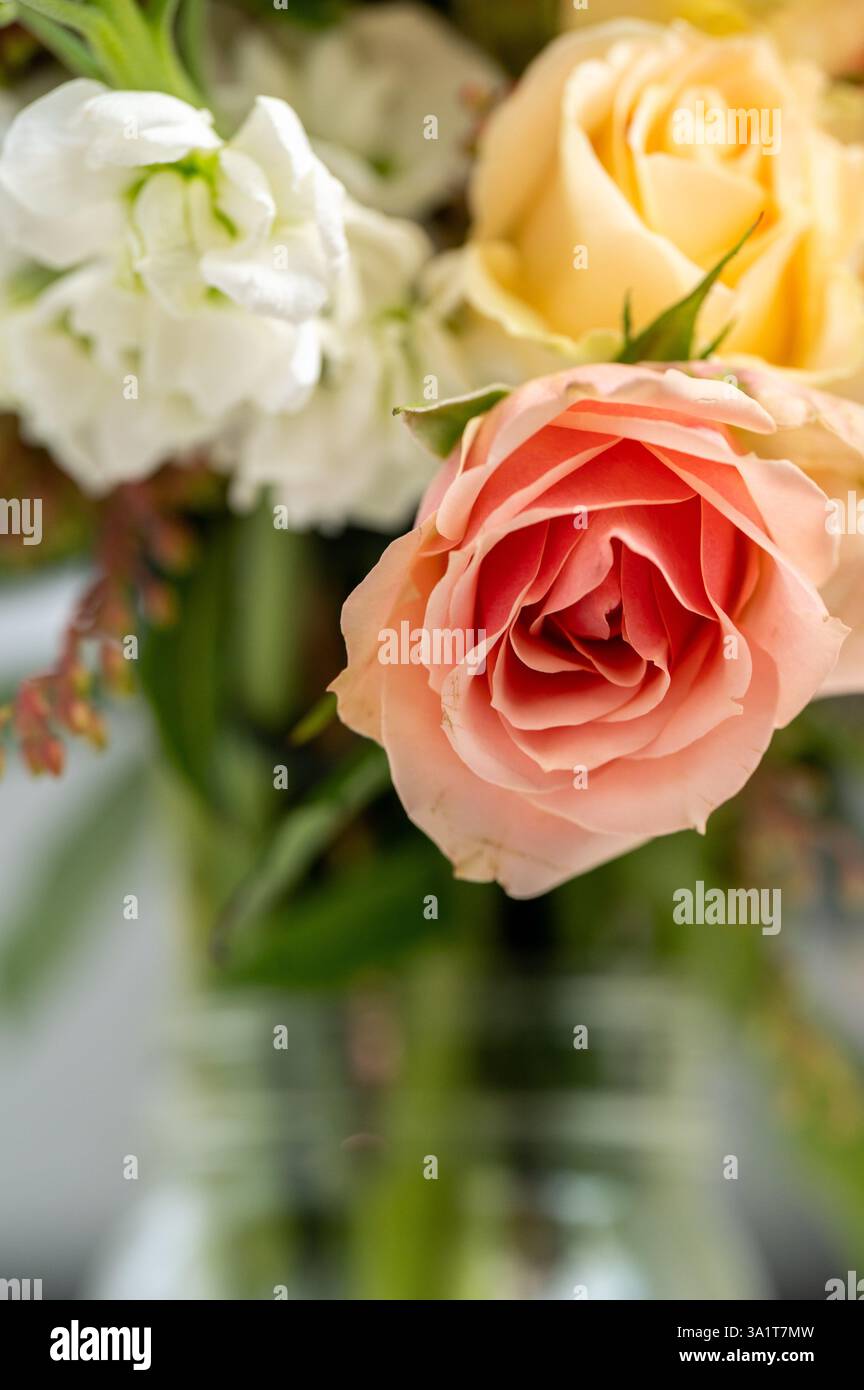 Detailed up close portrait of peach rose in floral arrangement Stock ...