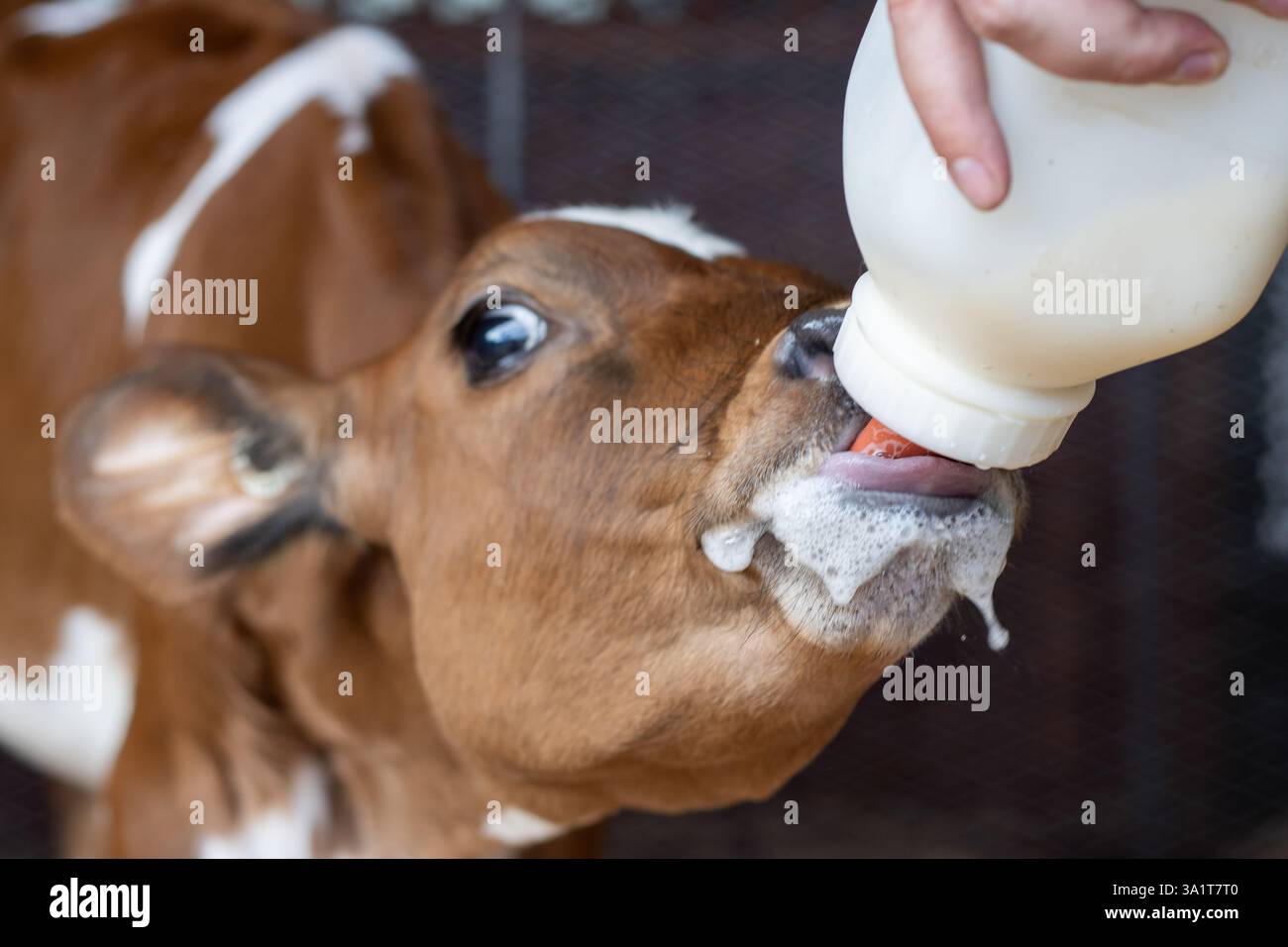 Close-up of a calf drinking milk from a bottle, foamy milk dripping ...