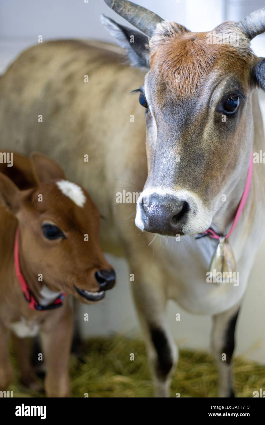 Mini zebu cow and calf standing together in a barn with hay Stock Photo ...