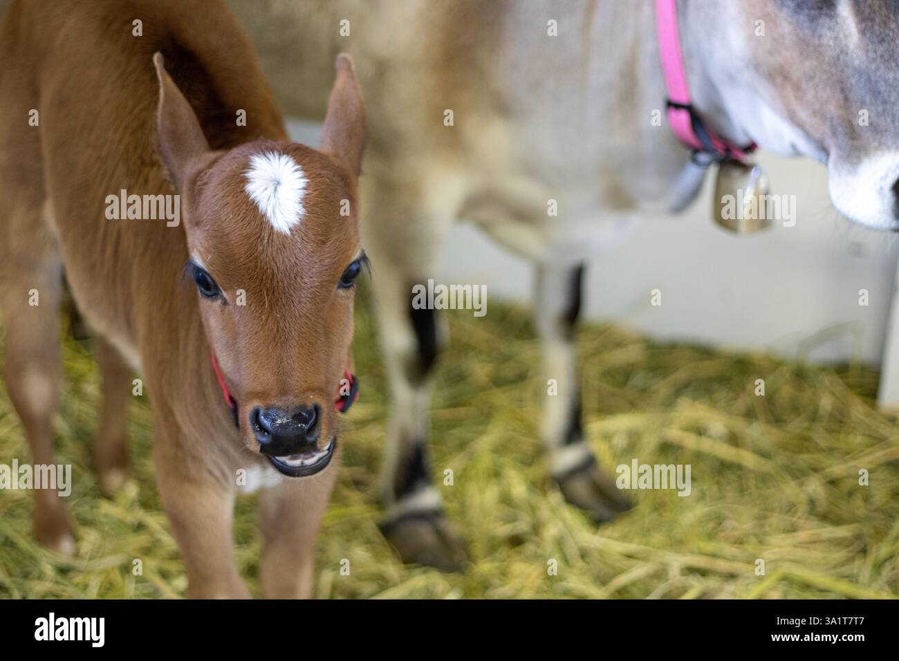 Soft mini zebu calf standing in a barn with hay and adult cow Stock ...