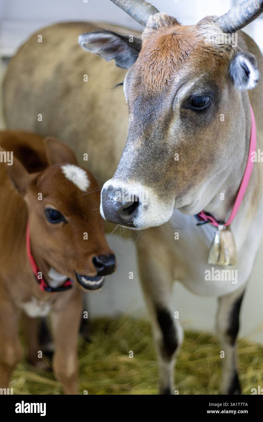 Mini zebu cow and calf standing together in a barn with hay bedding ...
