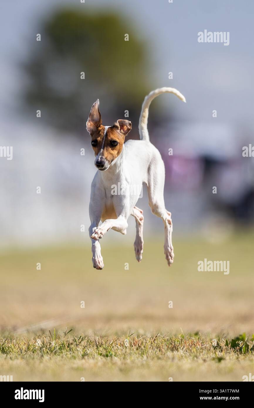 Italian Greyhound Iggy Running Lure Course Sprint Dog Sport Stock Photo ...
