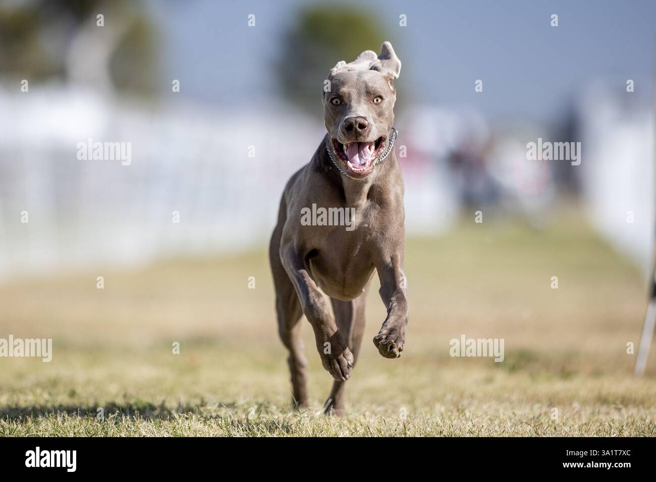 Weimaraner Running Lure Course Sprint Dog Sport Stock Photo - Alamy