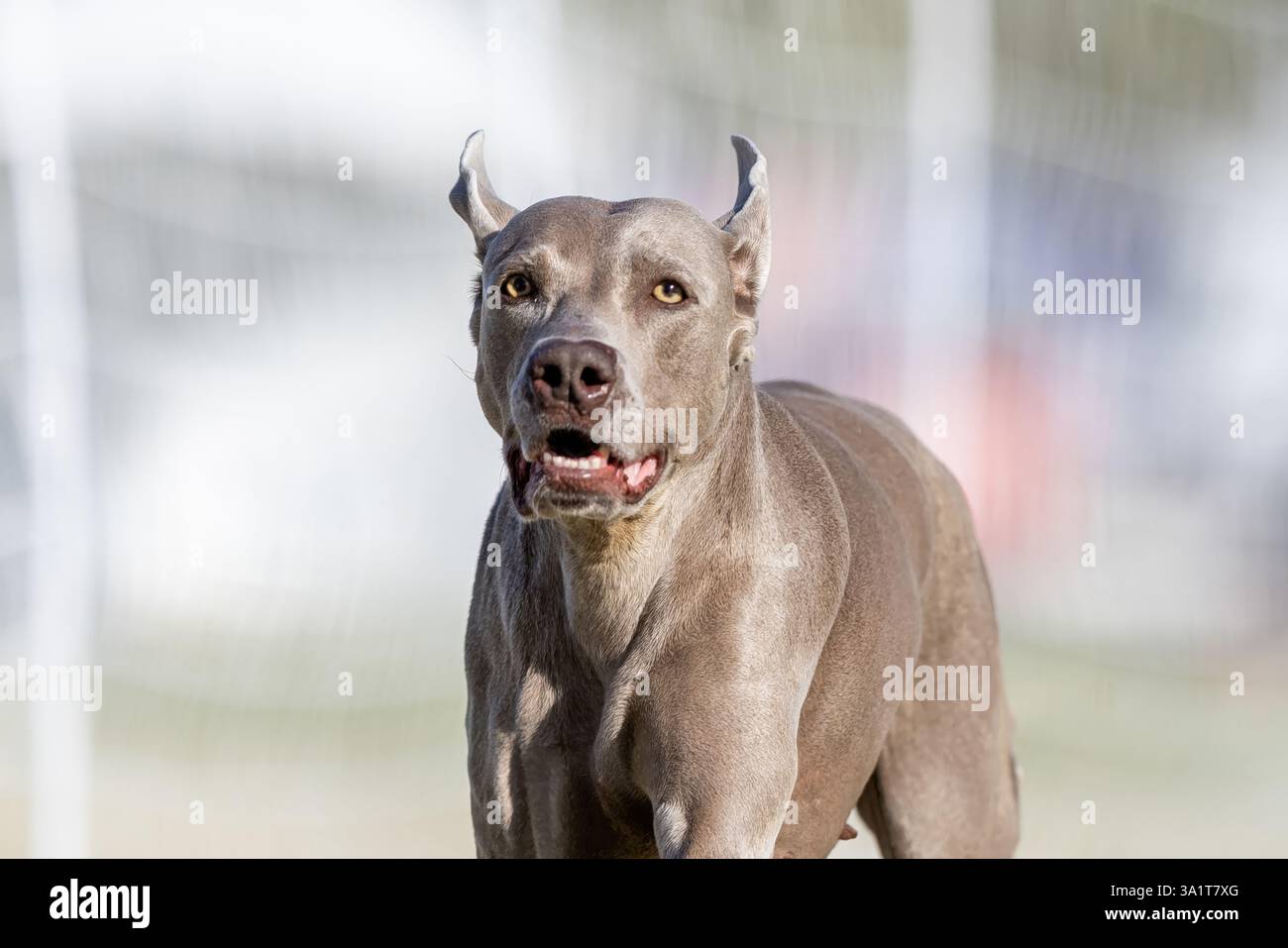 Weimaraner Running Lure Course Sprint Dog Sport Stock Photo - Alamy