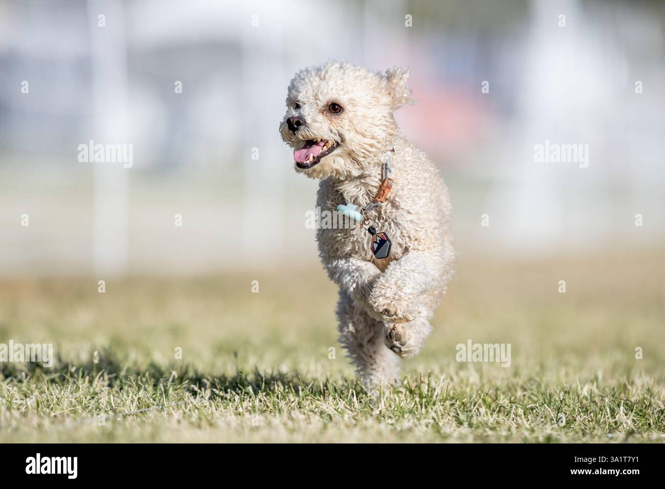 Toy Poodle Running Lure Course Sprint Dog Sport Stock Photo - Alamy