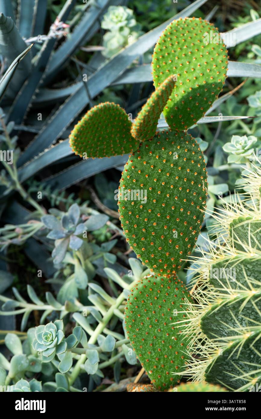 Cacti of different types, shapes and sizes. Succulent green plants ...
