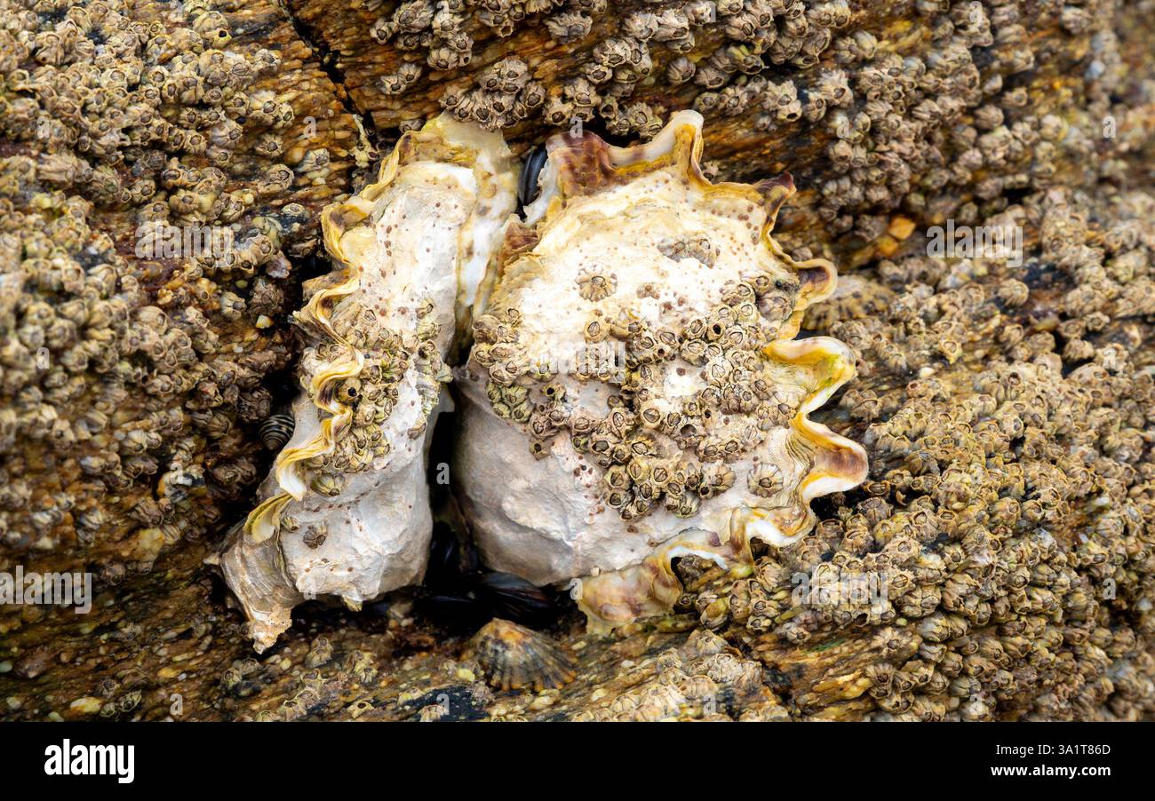 close up of Pacific oysters (Magallana gigas) on a rock during low tide ...