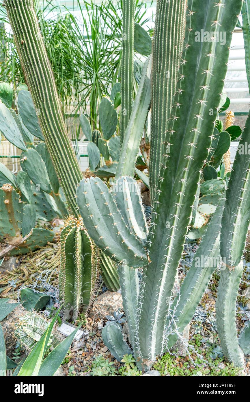 Cacti of different types, shapes and sizes. Succulent plants. Flowers ...