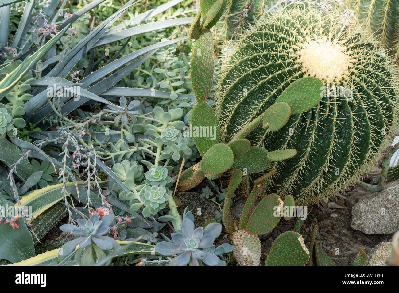 Cacti of different types, shapes and sizes. Succulent plants. Flowers ...