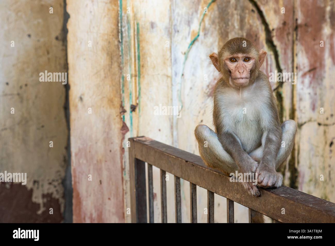 Jaipur, Rajasthan, India - 8-17-2022: Galta Ji Monkey Temple, few ...