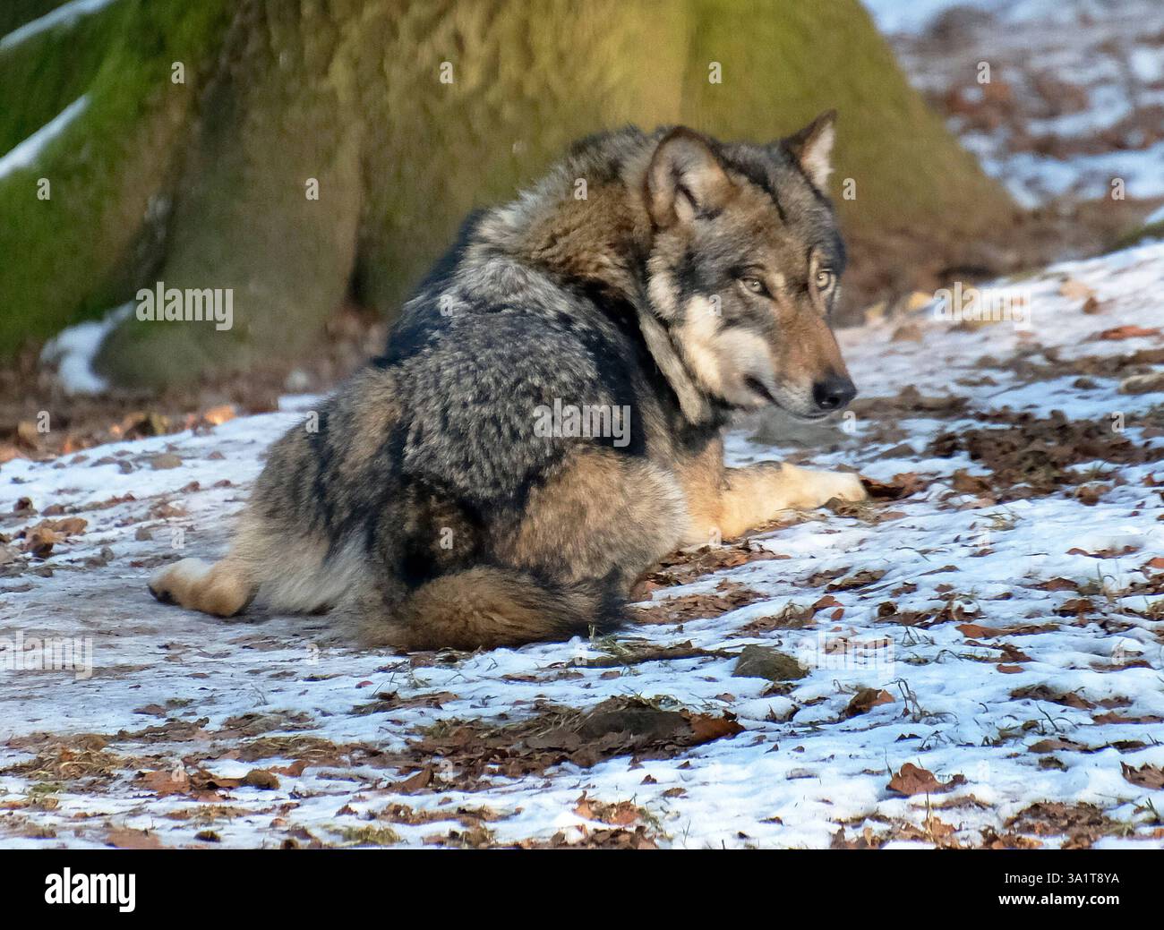 Wolf-Europaeischer Grauwolf in Deutschland in Aktion. Wolf-Grauwolf ...