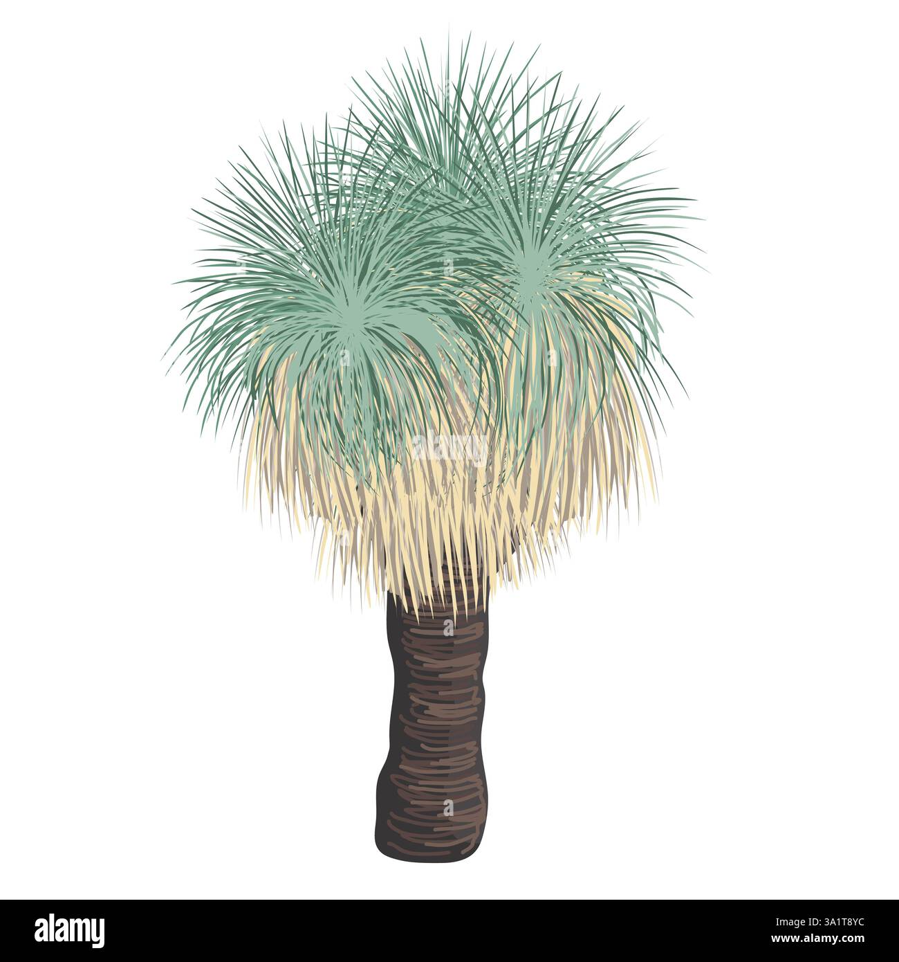 Xanthorrhoea tree vector isolated illustration. The Grass tree, native ...