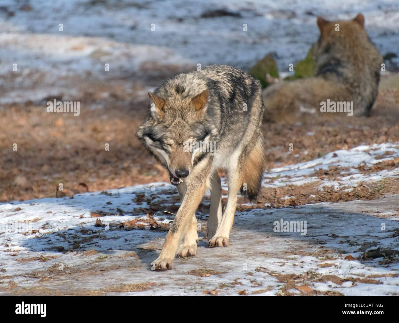 Wolf-Europaeischer Grauwolf in Deutschland in Aktion. Wolf-Grauwolf ...