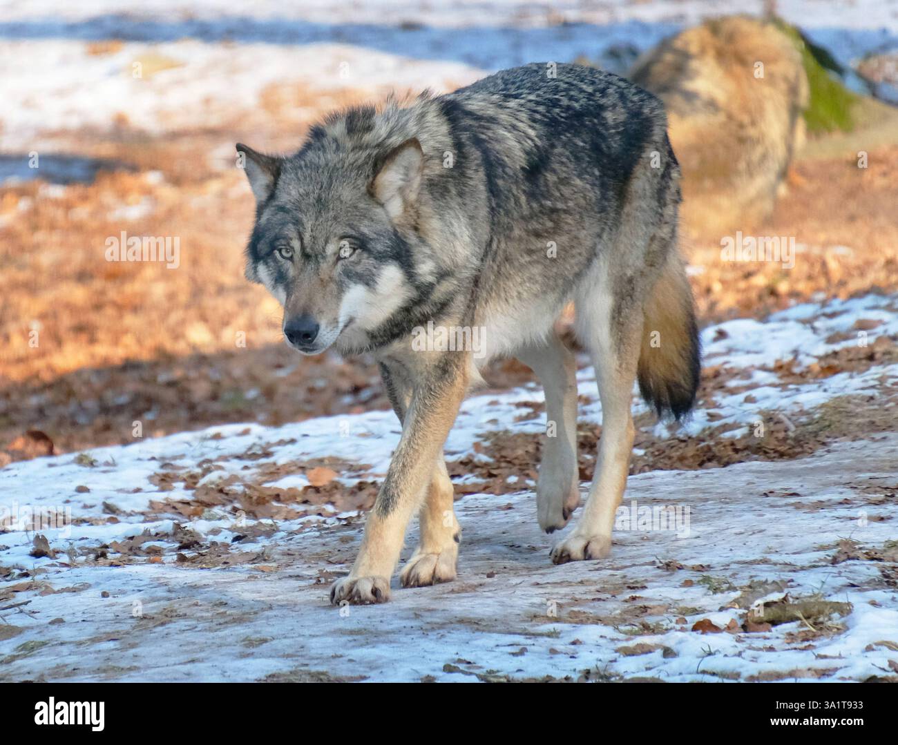 Wolf-Europaeischer Grauwolf in Deutschland in Aktion. Wolf-Grauwolf ...