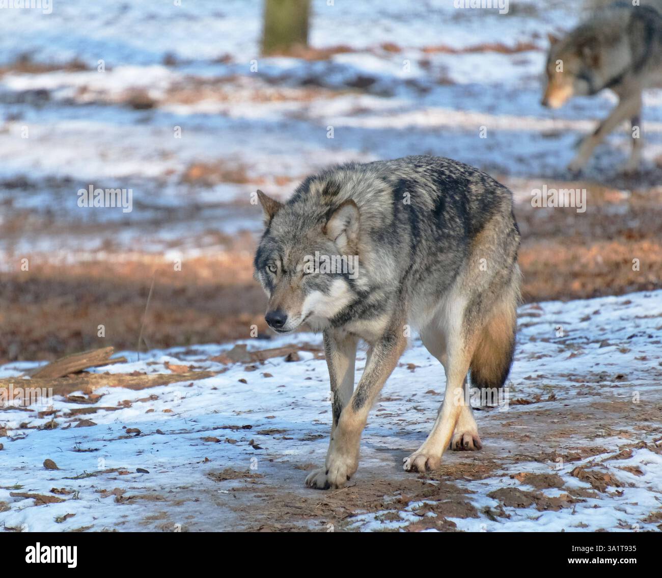 Wolf-Europaeischer Grauwolf in Deutschland in Aktion. Wolf-Grauwolf ...