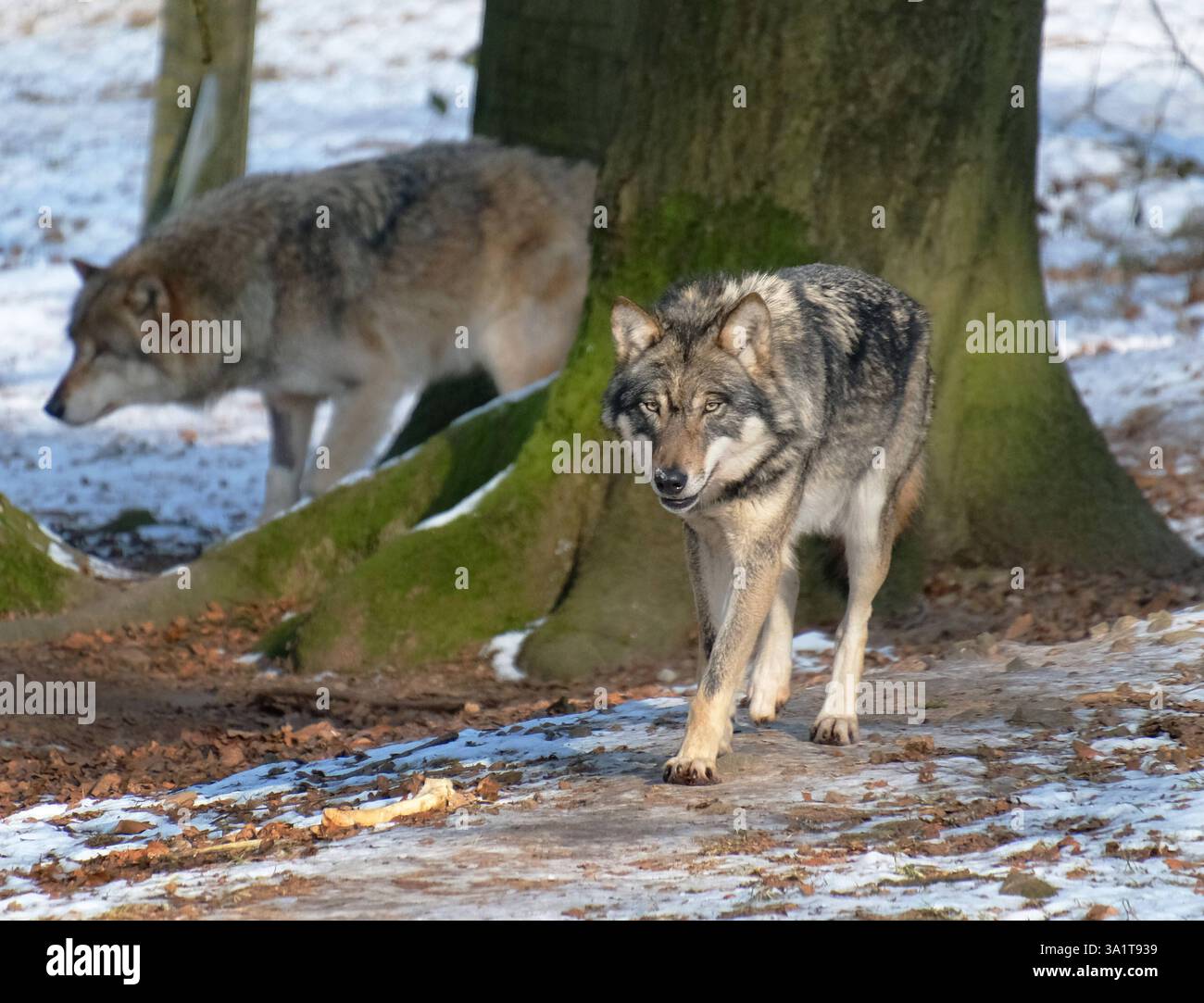 Wolf-Europaeischer Grauwolf in Deutschland in Aktion. Wolf-Grauwolf ...