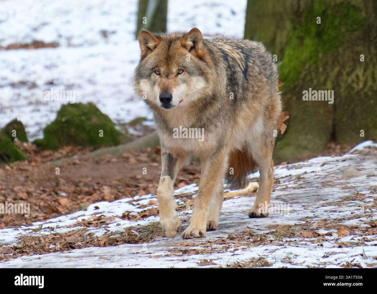 Wolf-Europaeischer Grauwolf in Deutschland in Aktion. Wolf-Grauwolf ...