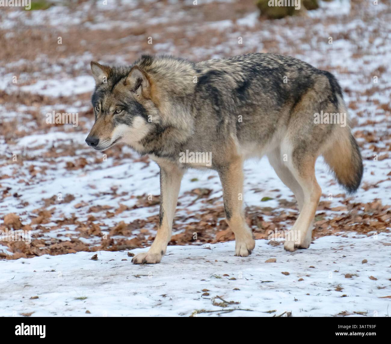 Wolf-Europaeischer Grauwolf in Deutschland in Aktion. Wolf-Grauwolf ...