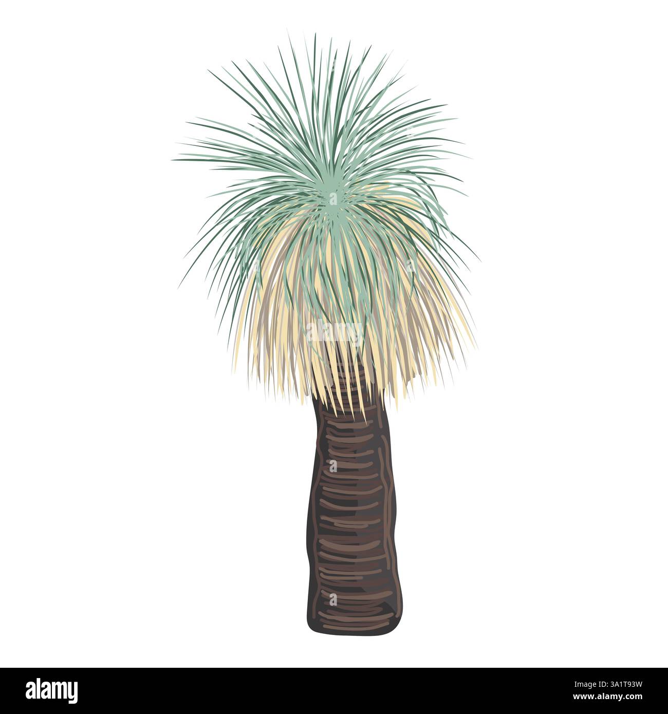Xanthorrhoea tree vector isolated illustration. The Grass tree, native ...