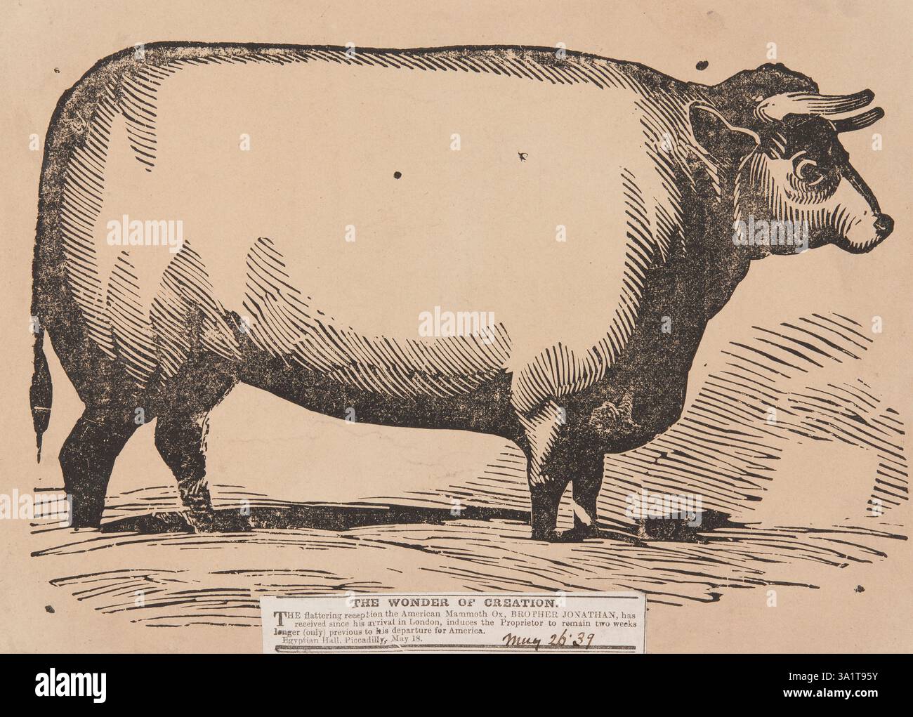 The Wonder of Creation, Brother Jonathan the American Mammoth Ox ...