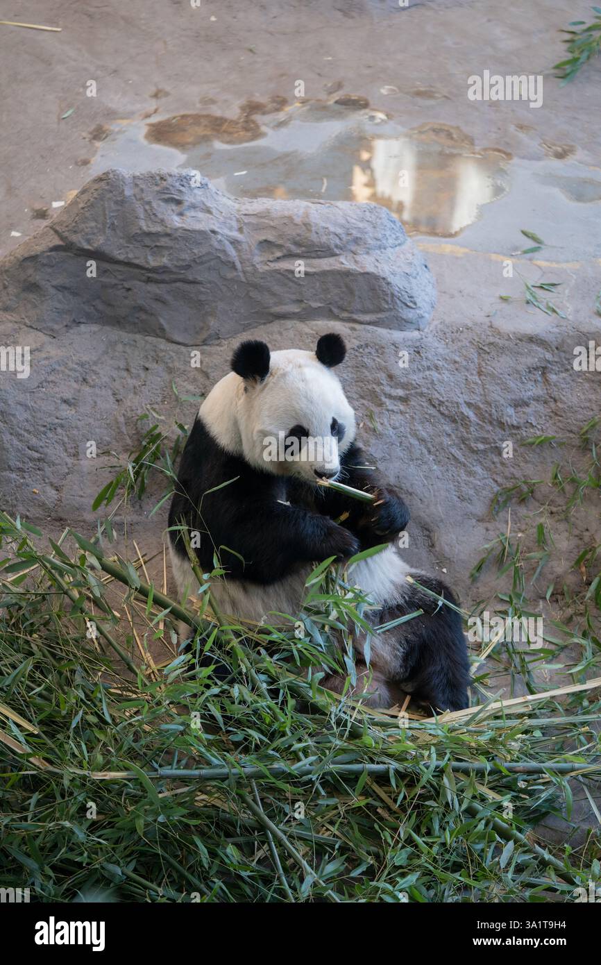 Panda eating bamboo in zoo hi-res stock photography and images - Alamy