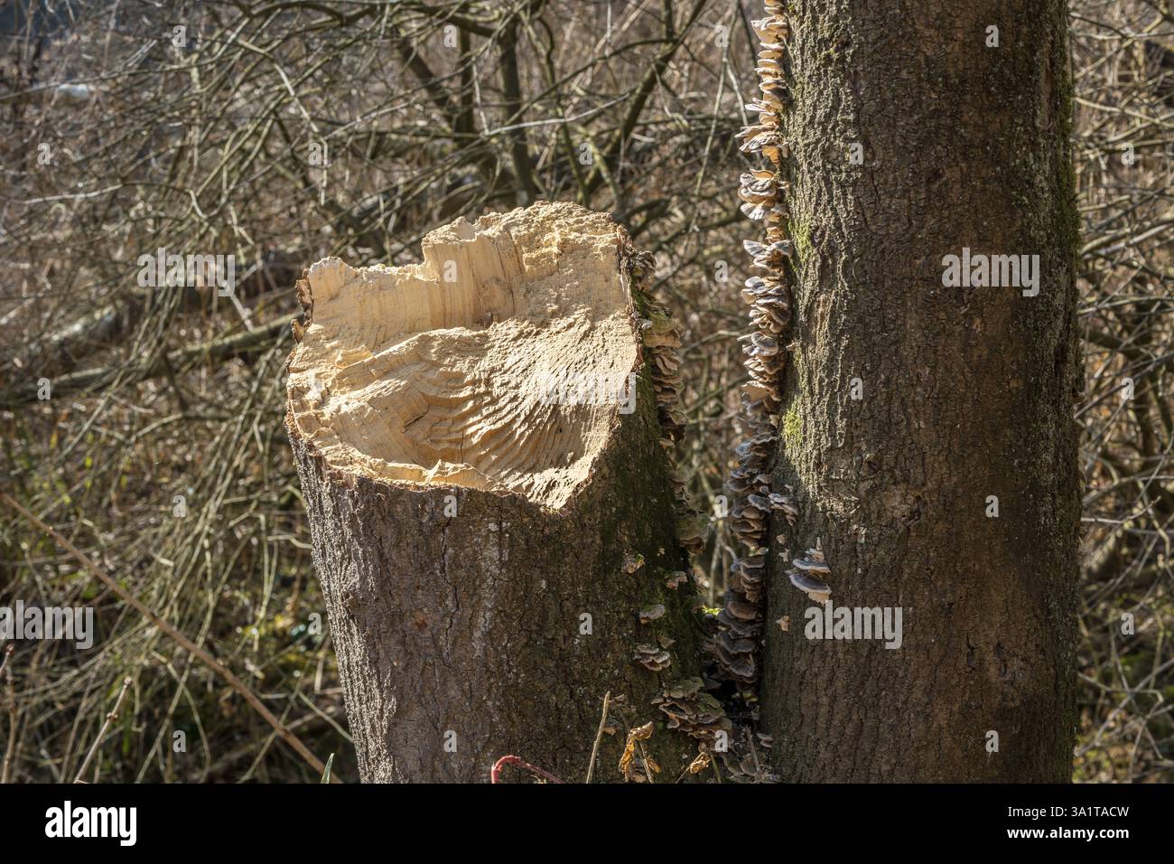 A dead willow tree has fallen over Stock Photo - Alamy