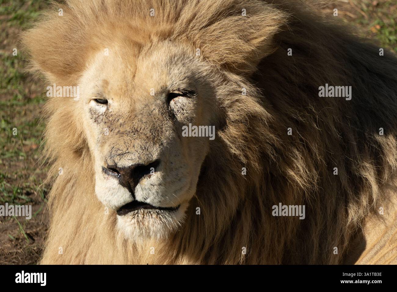 Lion, White, Close-up: A portrait of a majestic white lion with a close ...