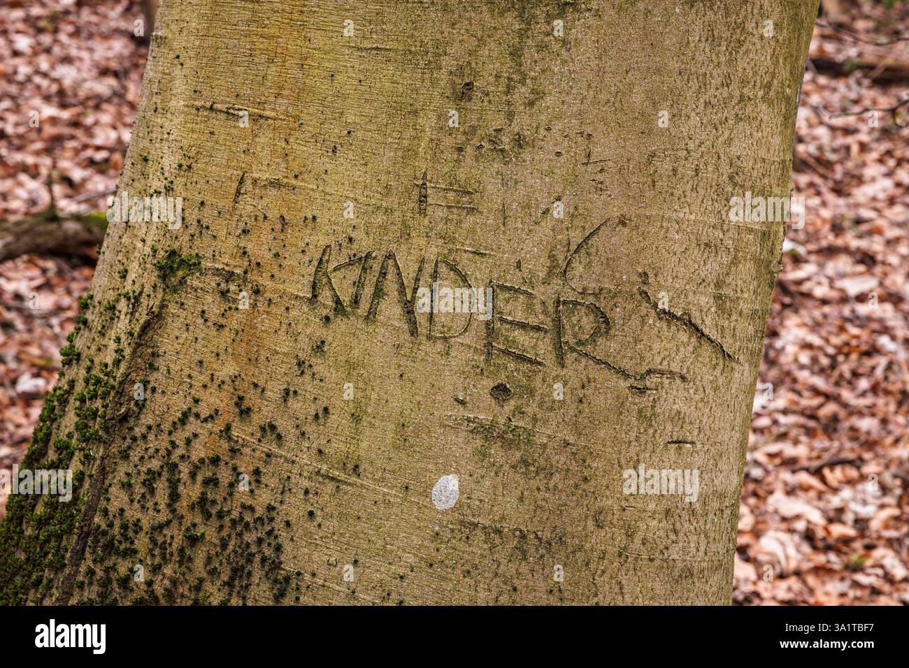 the carved word Kinder (children) in the bark of a beech tree in the ...