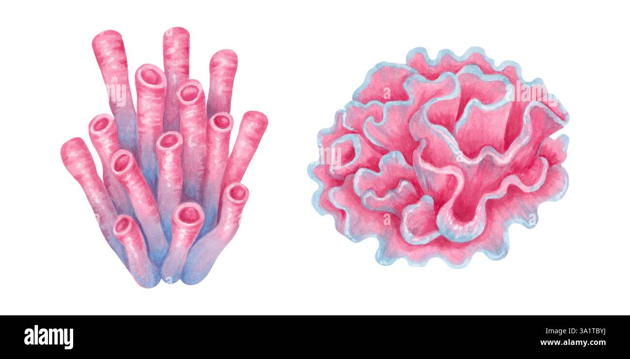 Tubular, hard pink coral, sea sponge. Ocean coral reefs. Watercolor and ...