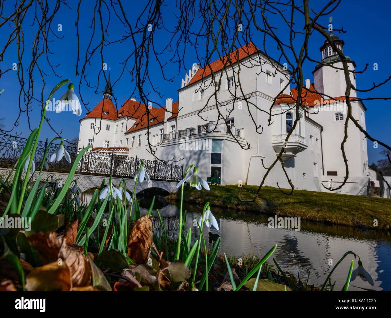 10 March 2025, Brandenburg, Fürstlich Drehna: Snowdrops bloom at the ...