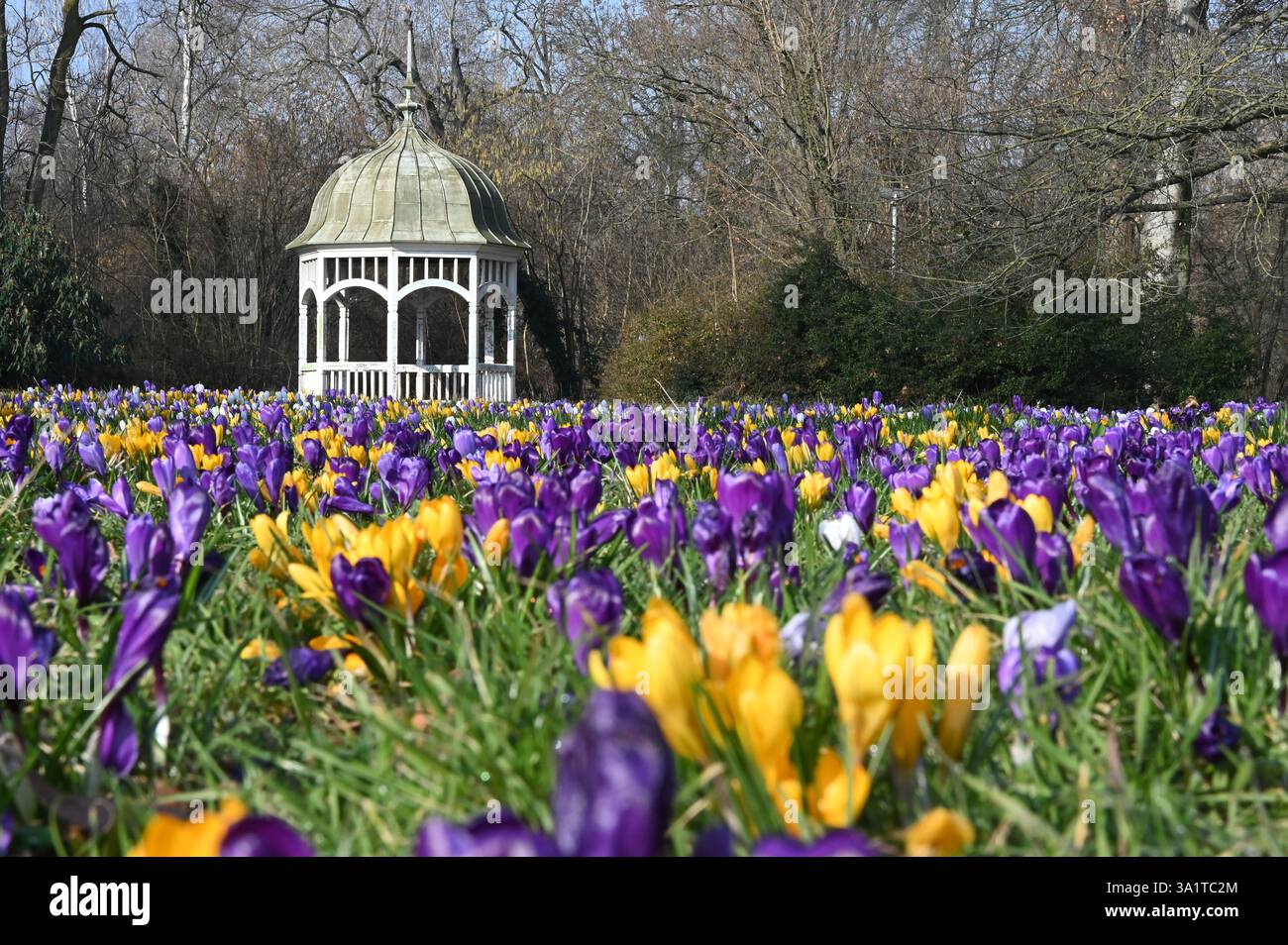 Leipzig, Germany. 10th Mar, 2025. Crocuses are in full bloom in front ...