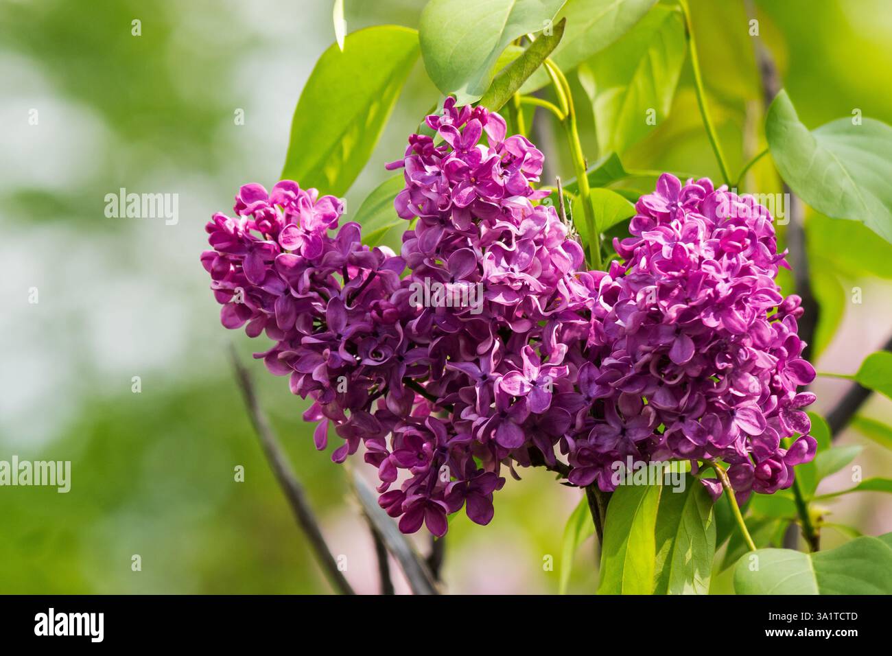 blossom of purple lilac in spring. violet shrub. syringa plant plant ...