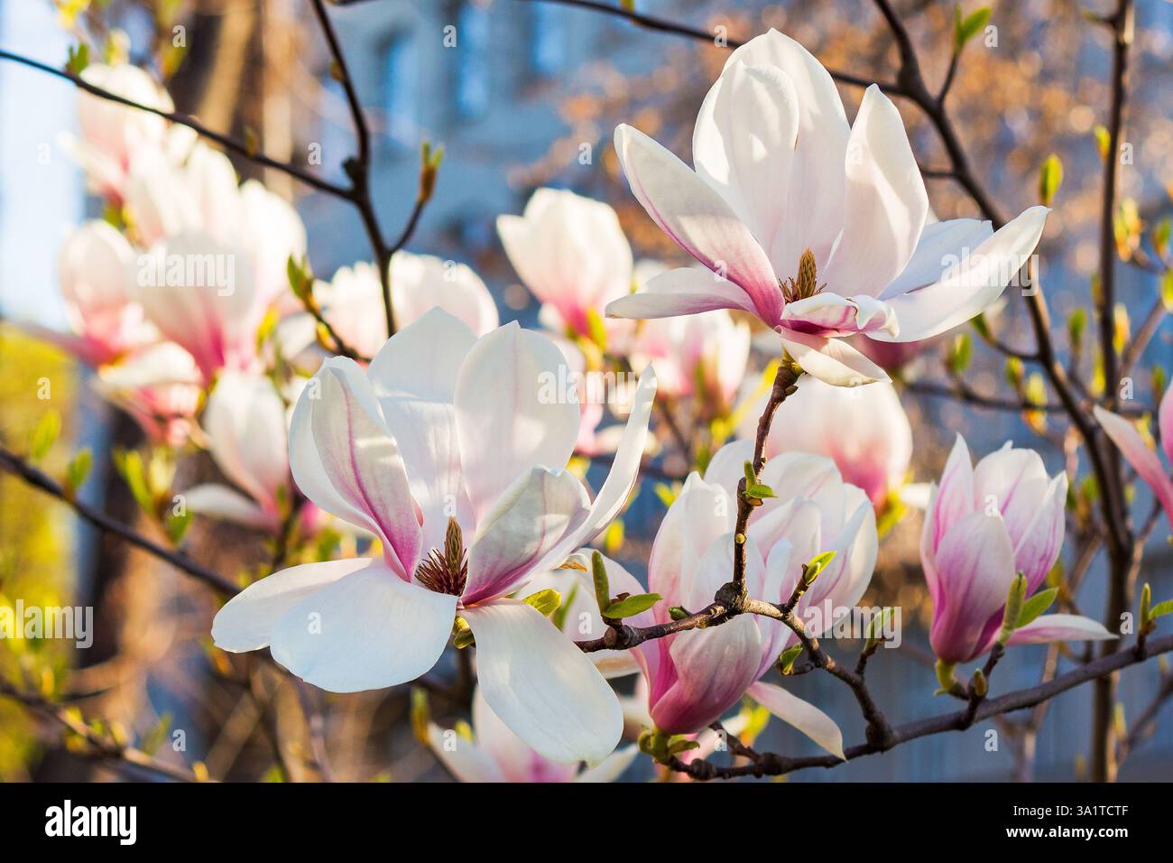 blooming magnolia in morning light. big backlit bud. pink flowers on ...