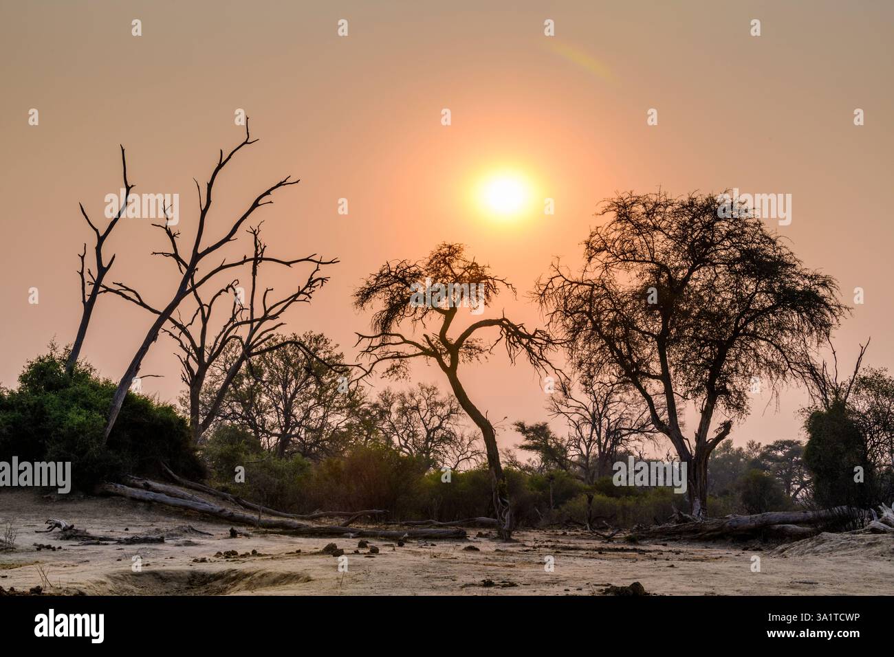 Silhouette of African Trees at Sunrise, Mahango National Park, Namibia ...