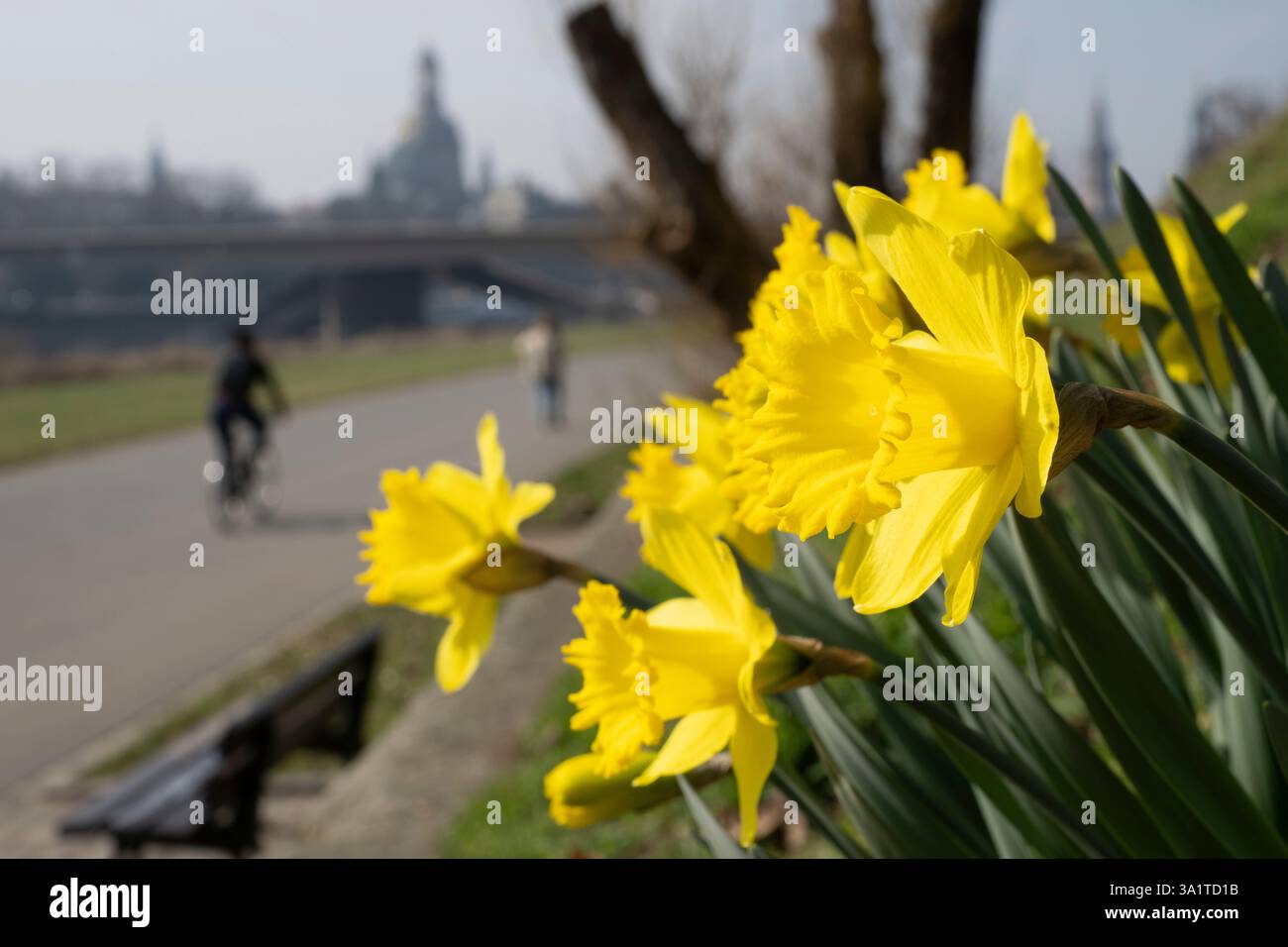Dresden, Germany. 10th Mar, 2025. Daffodils bloom on the banks of the Elbe against the backdrop ...
