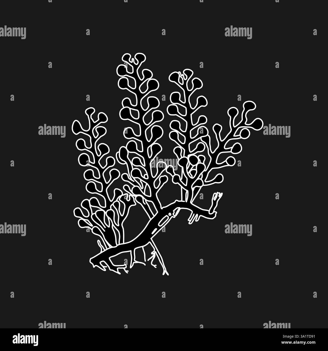 Hand drawn big sea grapes seaweed (Caulerpa racemosa) algae graphic ...