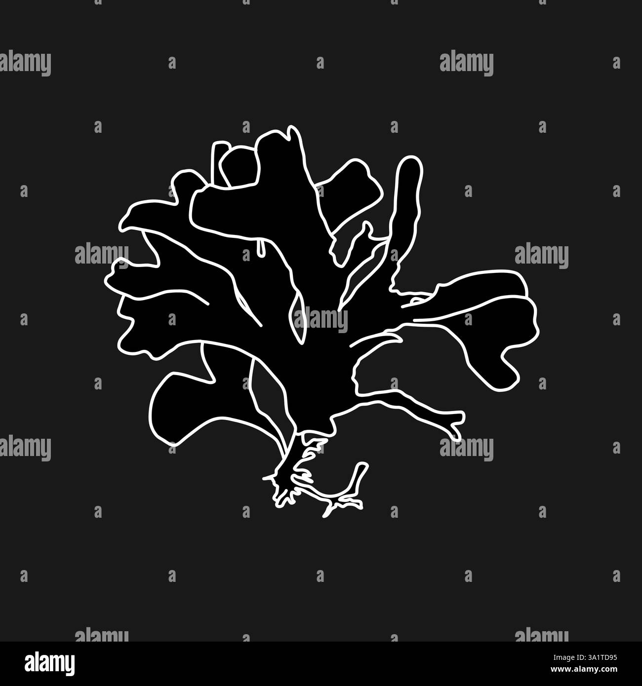 Hand drawn Red seaweed Rhodymenia pseudopalmata algae graphic ...