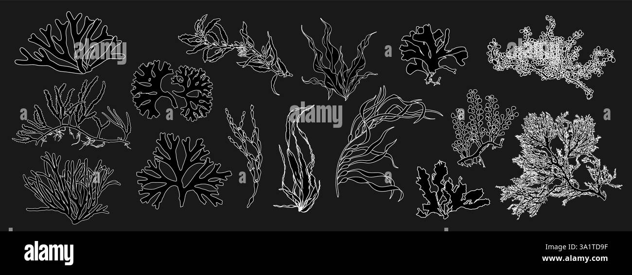 Set of hand drawn algae vector graphic illustration. Collection of ...