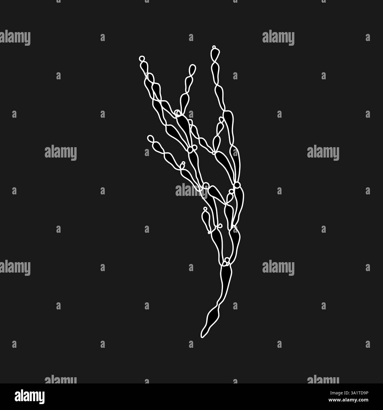 Hand drawn red bubble algae graphic illustration. Natural drawing Stock ...