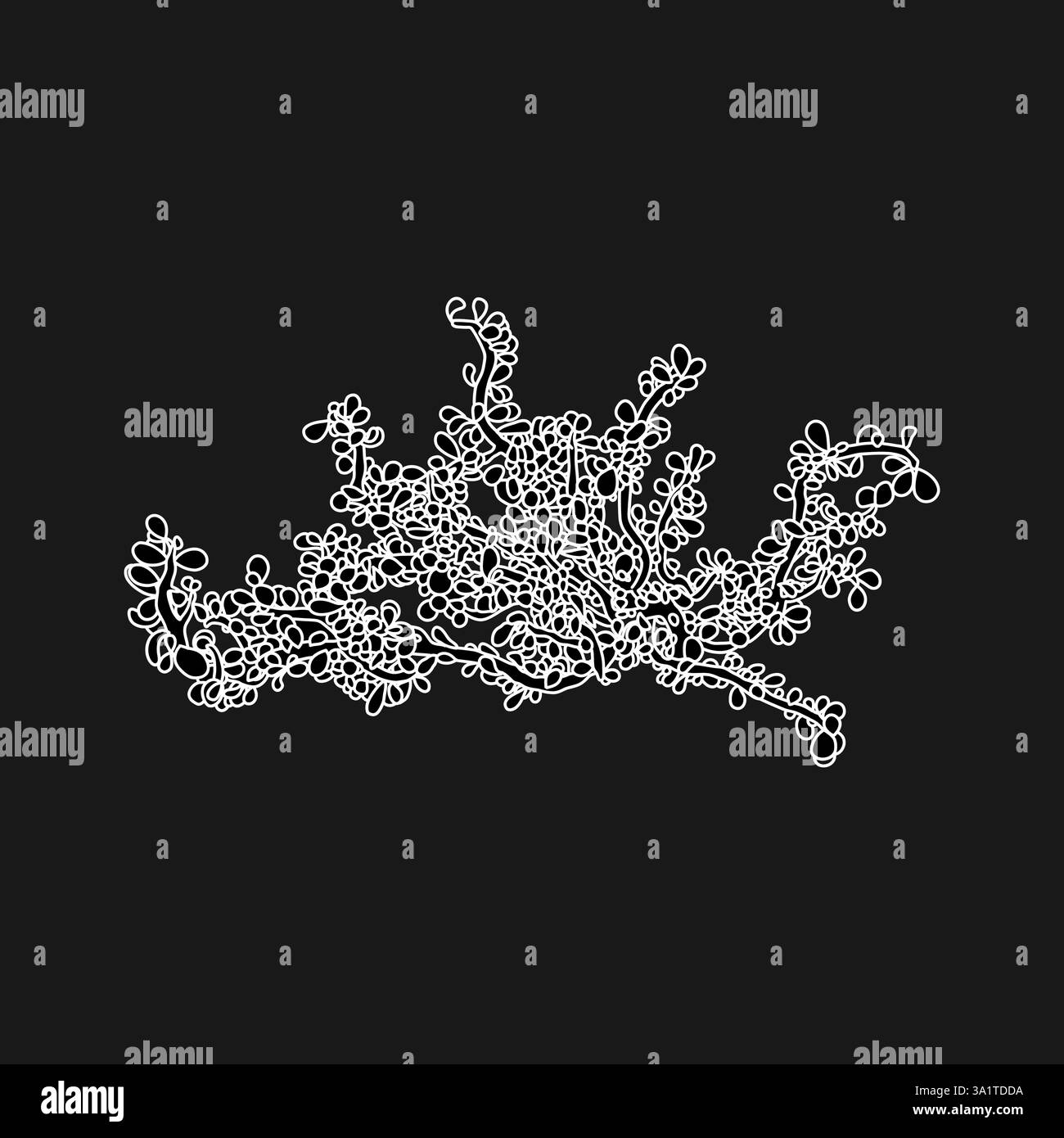 Hand drawn red sea grapes seaweed algae graphic illustration. Natural ...