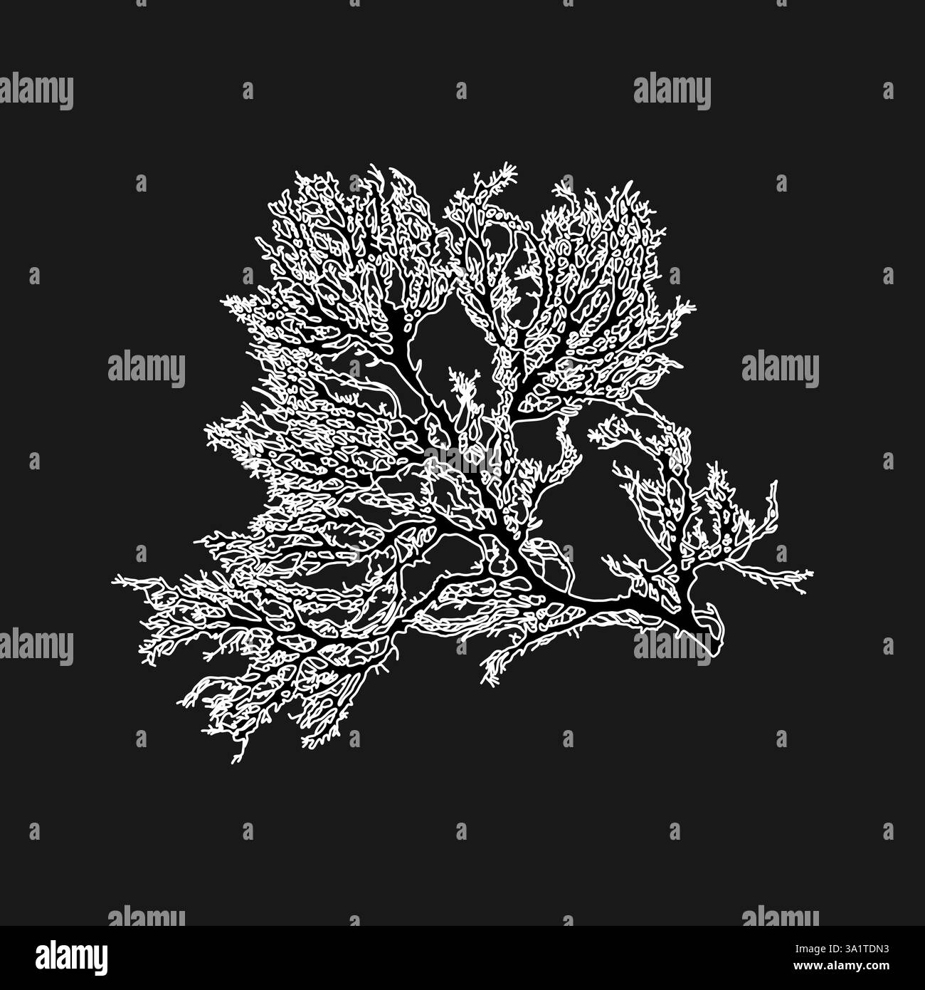 Hand drawn Red seaweed or Rhodophyta algae graphic illustration ...