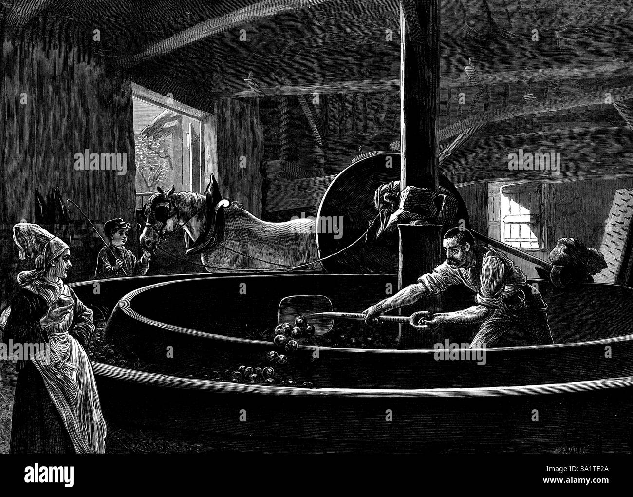 Cider-making in Normandy, 1873. '...cider is the wine of an extensive ...