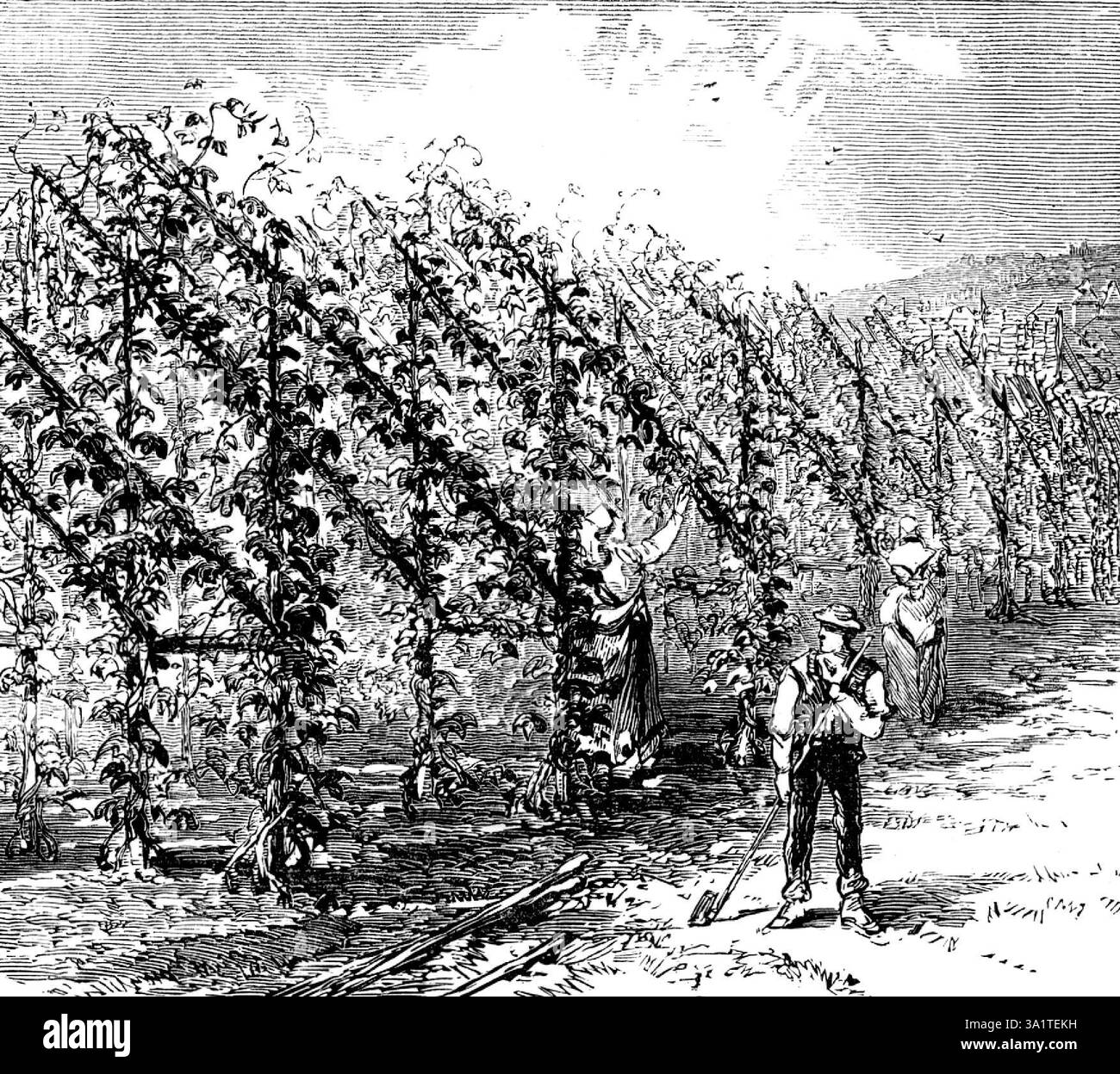 Wind lashed Black and White Stock Photos & Images - Alamy